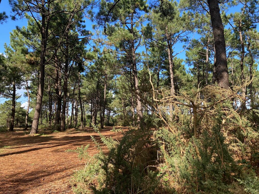 La Turballe - Pen bron , marais ,pins,mer | OpenRunner