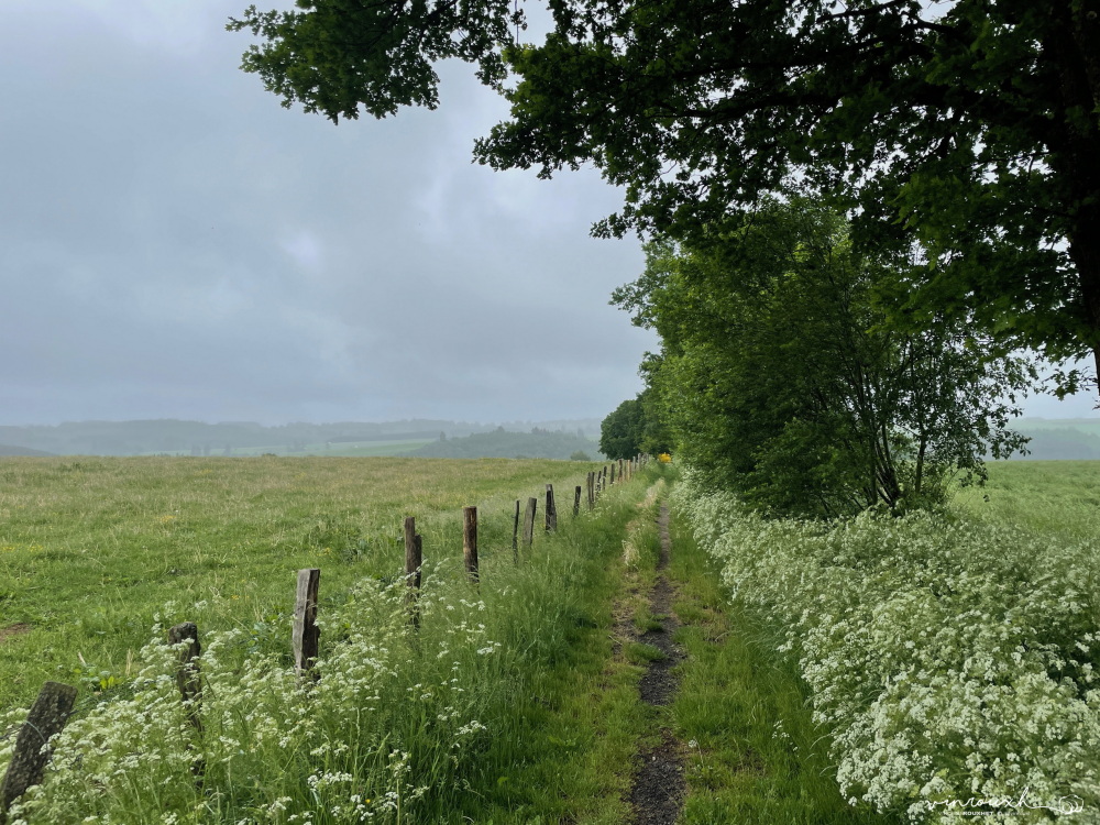 Gouvy - GR57 Ourthe Orientale et Occidentale (2022) - J1 | OpenRunner